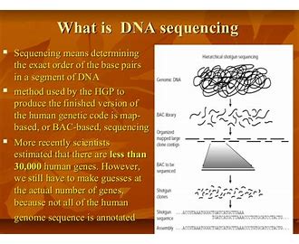 مخفف HGP چیست