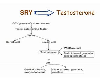مخفف SRY چیست
